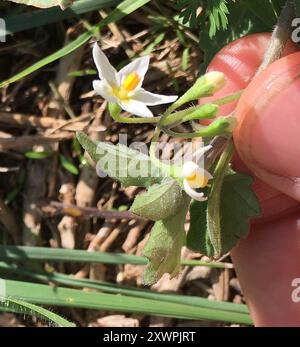 nightshades (Solanum) Plantae Stock Photo - Alamy