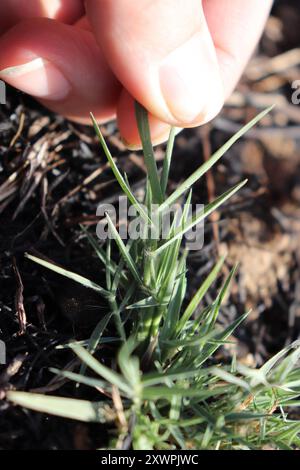 Saltgrass (Distichlis spicata) Plantae Stock Photo - Alamy