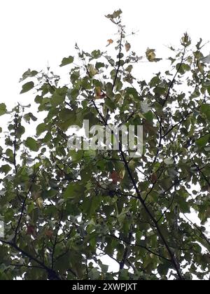 Balsa Tree (Ochroma pyramidale) Plantae Stock Photo - Alamy