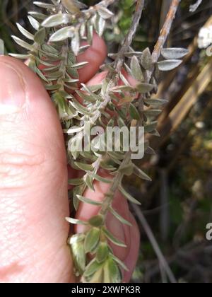 New Zealand Daphne (Pimelea prostrata) Plantae Stock Photo - Alamy