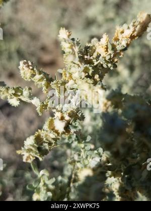 Cattle Saltbush (Atriplex polycarpa) Plantae Stock Photo - Alamy