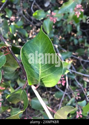 sugar bush (Rhus ovata) Plantae Stock Photo - Alamy
