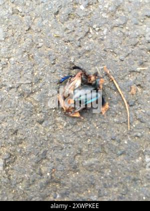 Earth-boring Beetles (Geotrupidae) Insecta Stock Photo - Alamy