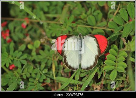 Crimson Tip (Colotis danae danae) Insecta Stock Photo - Alamy