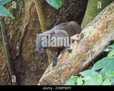 Taiwan Squirrel (Callosciurus erythraeus thaiwanensis) Mammalia Stock ...