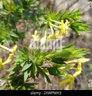 Trinerve Curryflower (Lasiosiphon triplinervis) Plantae Stock Photo - Alamy