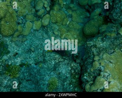 Yellowtail Damselfish (Microspathodon chrysurus) Actinopterygii Stock ...