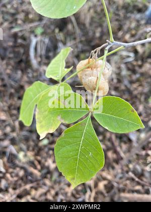 Wafer Ash (Ptelea trifoliata mollis) Plantae Stock Photo - Alamy