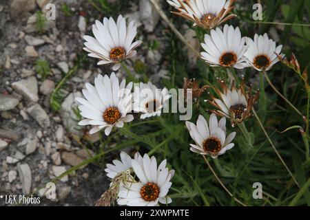 African oxeye (Dimorphotheca nudicaulis) Plantae Stock Photo - Alamy