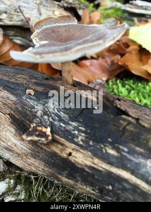 Winter polypore (Lentinus brumalis) Fungi Stock Photo - Alamy