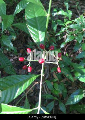 Shiny-leaved Wild Coffee (Psychotria nervosa) Plantae Stock Photo - Alamy