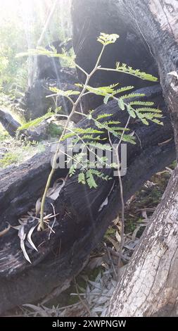 Koa (Acacia koa) Plantae Stock Photo - Alamy