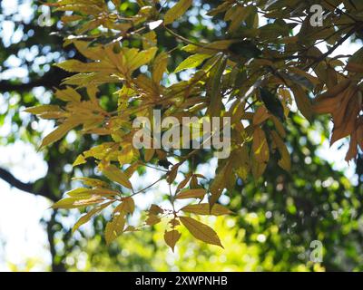 Ichiigashi (Quercus gilva) Plantae Stock Photo - Alamy
