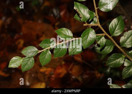 Himalayan cotoneaster (Cotoneaster simonsii) Plantae Stock Photo - Alamy