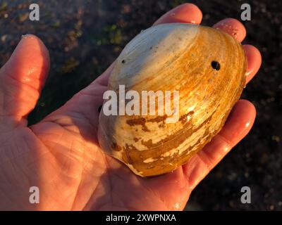 Pacific Gaper (Tresus nuttallii) Mollusca Stock Photo - Alamy