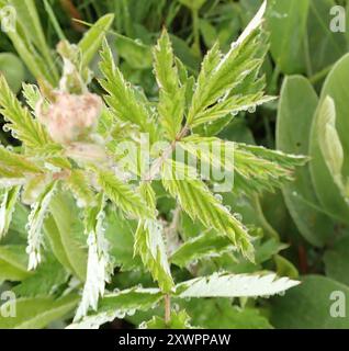 Silver Bramble (Rubus ludwigii) Plantae Stock Photo - Alamy