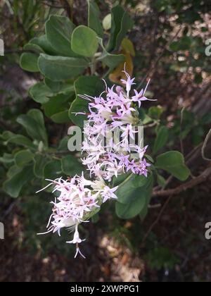 garberia (Garberia heterophylla) Plantae Stock Photo - Alamy