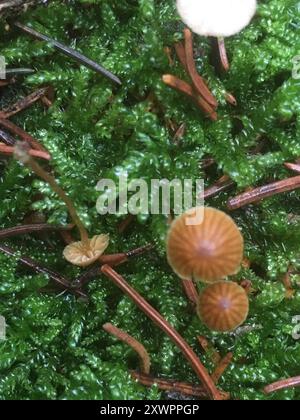 Moss Bells (Galerina) Fungi Stock Photo - Alamy