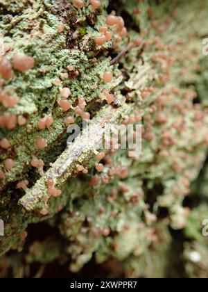 Brown Beret Lichen (Baeomyces rufus) Fungi Stock Photo - Alamy