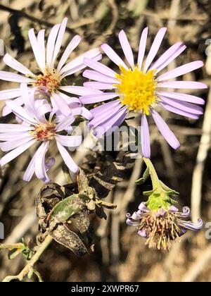 Pacific Aster (Symphyotrichum chilense) Plantae Stock Photo - Alamy