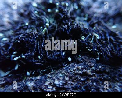 Black Rock Moss (Andreaea rupestris) Plantae Stock Photo - Alamy
