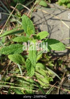 plebeian sage (Salvia plebeia), Plantae, 台灣新北市 Stock Photo - Alamy