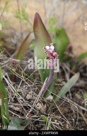 Cape Cowslips (Lachenalia) Plantae Stock Photo - Alamy