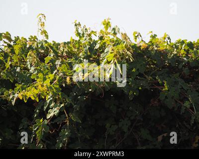 Taiwan Wild Grape (Vitis thunbergii) Plantae Stock Photo - Alamy