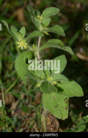 Bindii (Acanthospermum hispidum) Plantae Stock Photo - Alamy