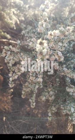 Singlewhorl Burrobrush (Ambrosia monogyra), Plantae, La Paz, MX-BS, MX ...