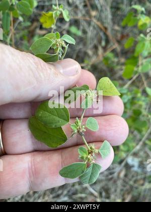Prairie Tea (Croton monanthogynus) Plantae Stock Photo - Alamy