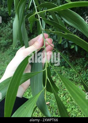 Earpod Wattle (Acacia auriculiformis) Plantae Stock Photo - Alamy
