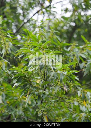 Mountain pepper (Litsea cubeba), Plantae, Satsumasendai, Kagoshima ...
