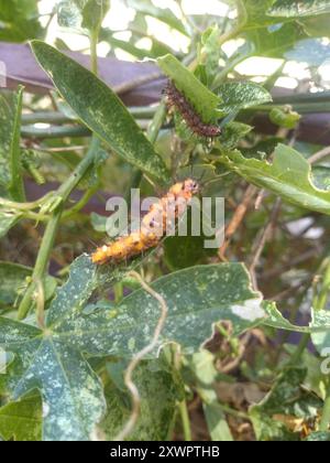 (Dione vanillae maculosa) Insecta Stock Photo - Alamy