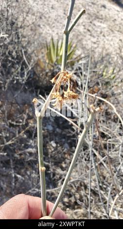 rush milkweed (Asclepias subulata) Plantae Stock Photo - Alamy