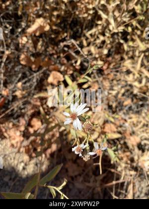 western aster (Symphyotrichum ascendens) Plantae Stock Photo - Alamy