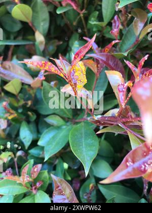 Myrtle Rust (Austropuccinia psidii), Fungi, Auckland, Mt Albert ...