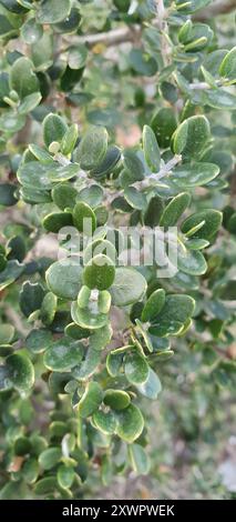 common box (Buxus sempervirens) Plantae Stock Photo - Alamy