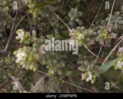 (Olearia cymbifolia) Plantae Stock Photo - Alamy
