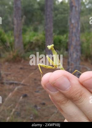 Larger Florida Mantis (Stagmomantis floridensis) Insecta Stock Photo ...