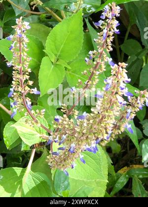 Hullworts (Coleus) Plantae Stock Photo - Alamy