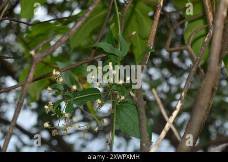 Burman Clematis (Clematis hedysarifolia) Plantae Stock Photo - Alamy