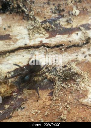Hackledmesh Weavers (Amaurobiidae) Arachnida Stock Photo - Alamy