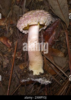 Pineapple Bolete (Boletellus ananas) Fungi Stock Photo - Alamy