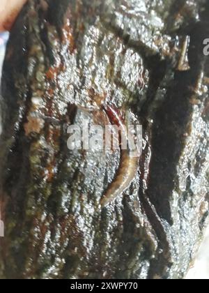 Dobsonflies and Fishflies (Corydalidae) Insecta Stock Photo - Alamy