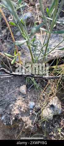 rough menodora (Menodora scabra) Plantae Stock Photo - Alamy