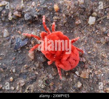 Giant Velvet Mites (Dinothrombium) Arachnida Stock Photo - Alamy