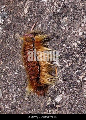 Cape Lappet (Eutricha capensis) Insecta Stock Photo - Alamy