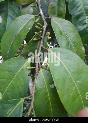 coca family (Erythroxylaceae Stock Photo - Alamy