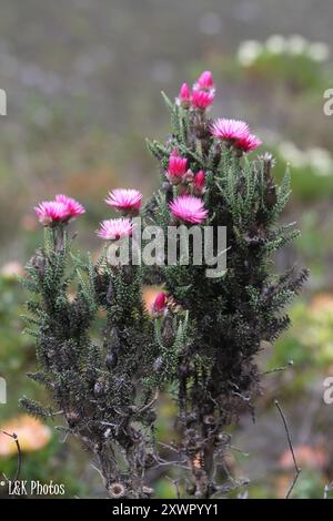Cape everlasting (Phaenocoma prolifera) Plantae Stock Photo - Alamy